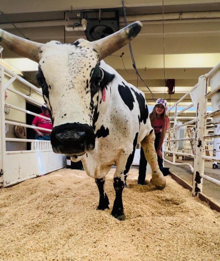 A Labor of Love: A Journey of a Girl and her Bucking Bull