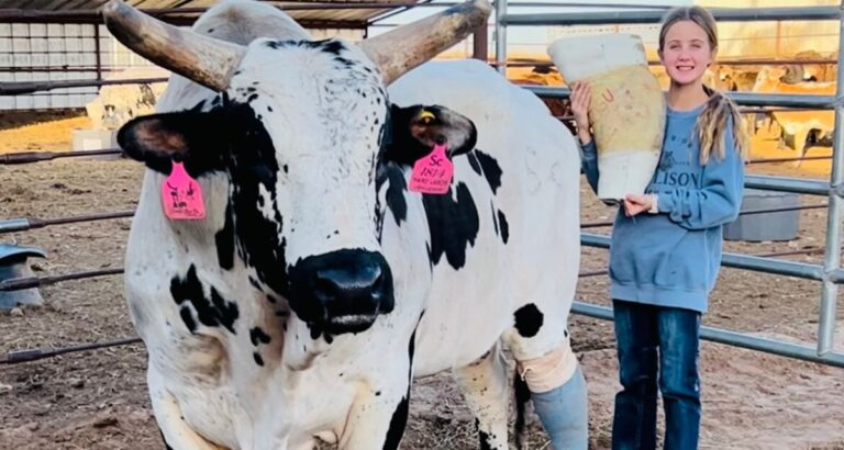 A Labor of Love: A Journey of a Girl and her Bucking Bull