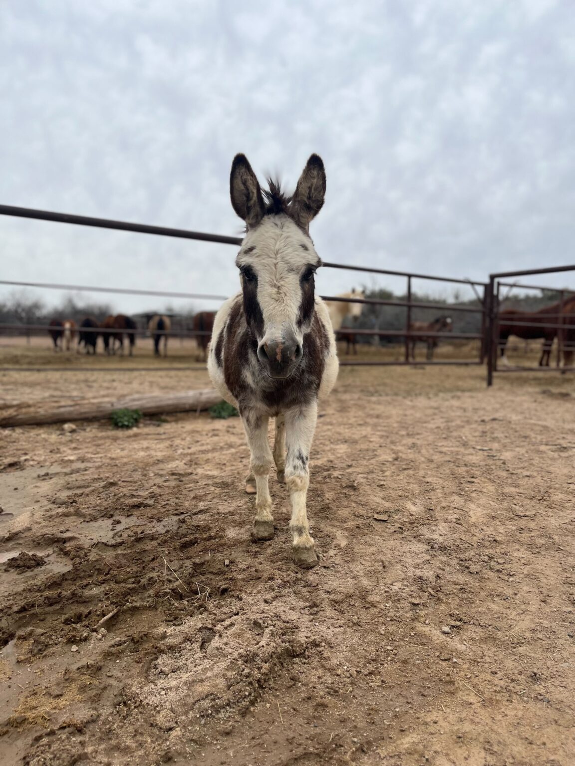 Experience Arizona's First Guest Ranch: Kay El Bar