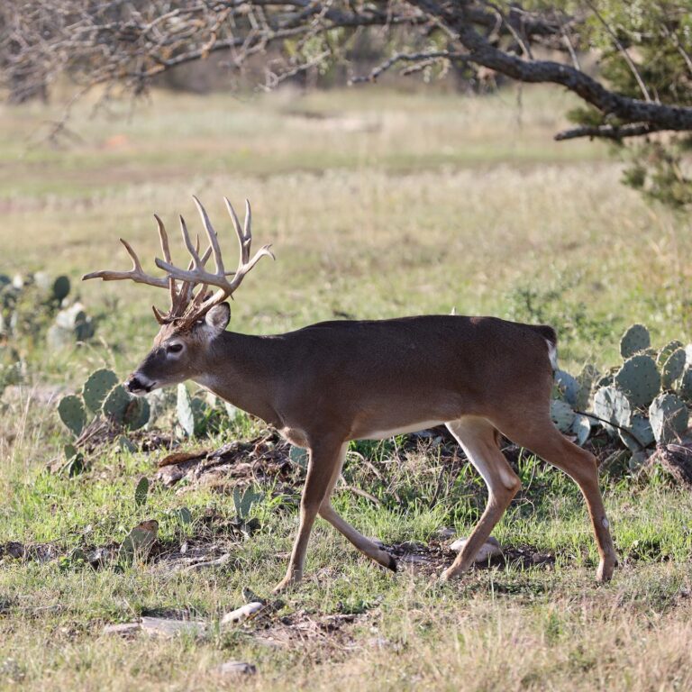 The Best of Texas Hunting - Cowboy Lifestyle Network