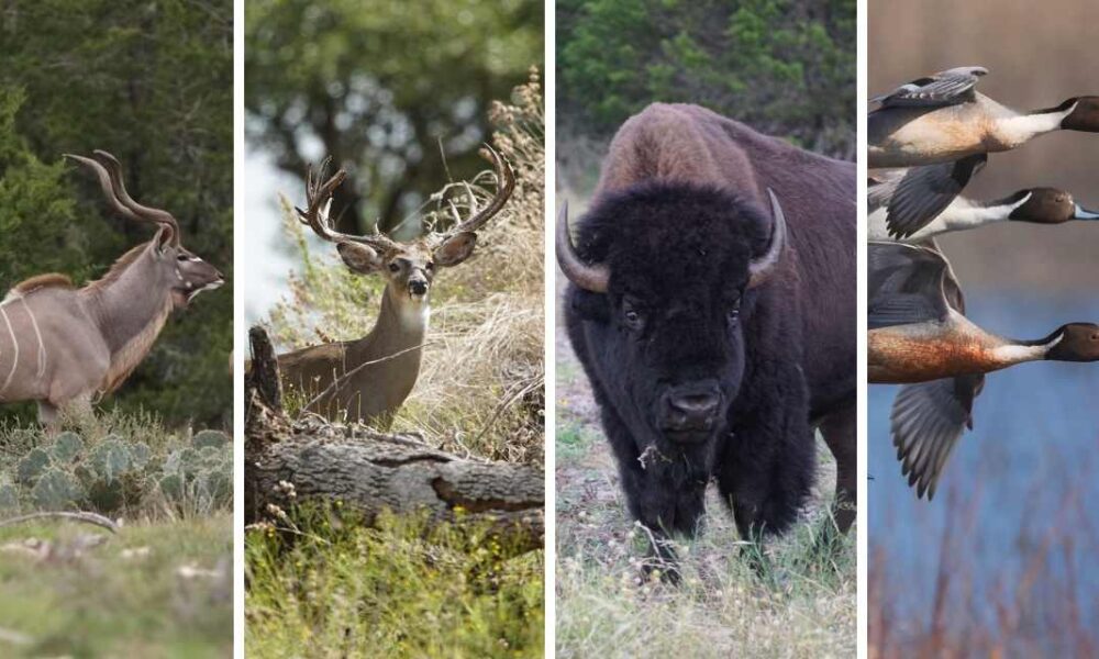 The Best of Texas Hunting - Cowboy Lifestyle Network