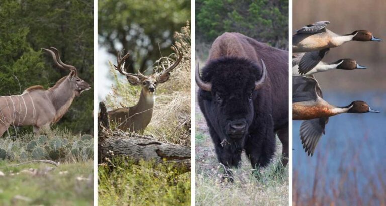 The Best of Texas Hunting - Cowboy Lifestyle Network