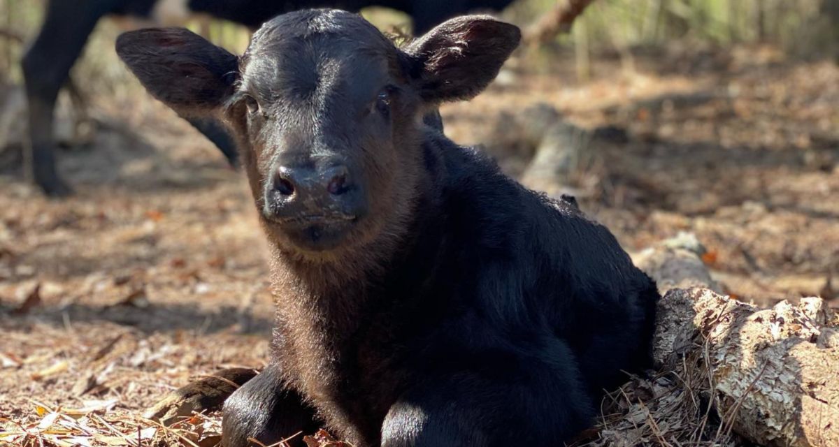 Radically Traditional Farming with White Oak Pastures