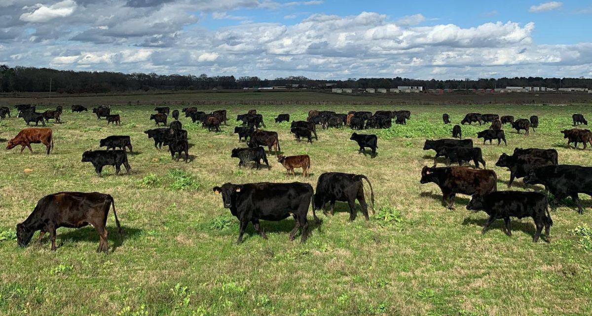 Radically Traditional Farming with White Oak Pastures
