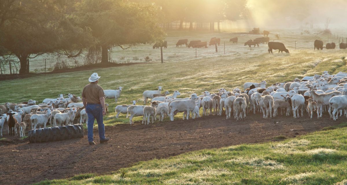 Radically Traditional Farming with White Oak Pastures