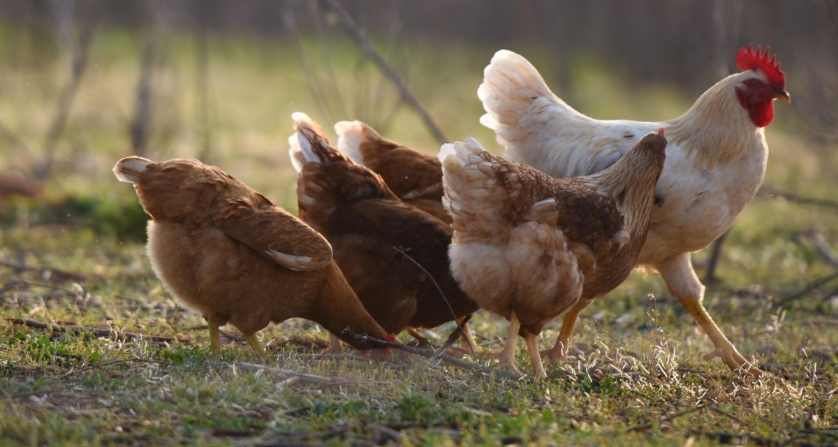 Radically Traditional Farming with White Oak Pastures