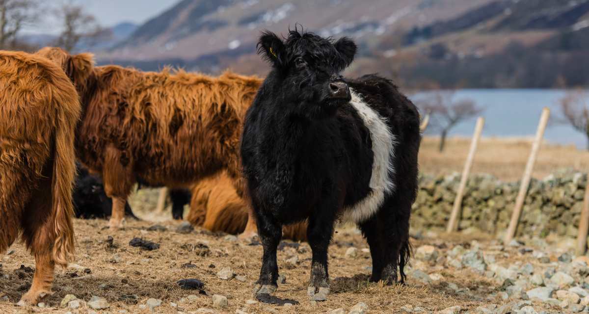 5 Crazy Facts About Mini Cows - Cowboy Lifestyle Network