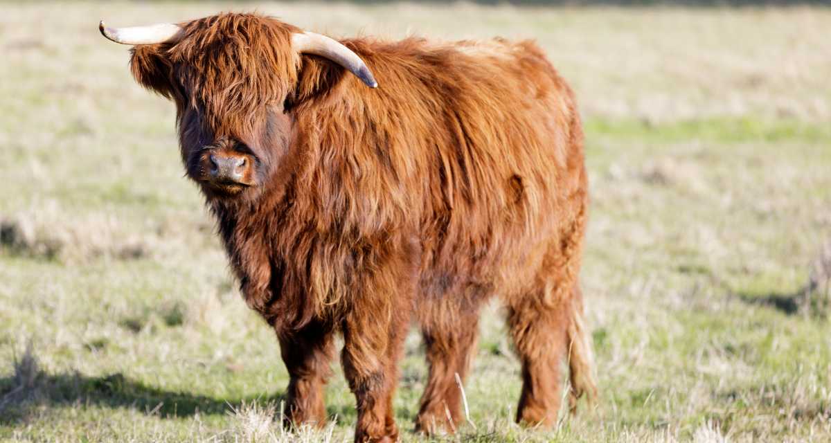 5 Crazy Facts About Mini Cows - Cowboy Lifestyle Network