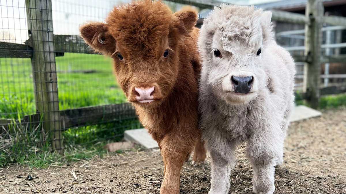 5 Crazy Facts About Mini Cows - Cowboy Lifestyle Network