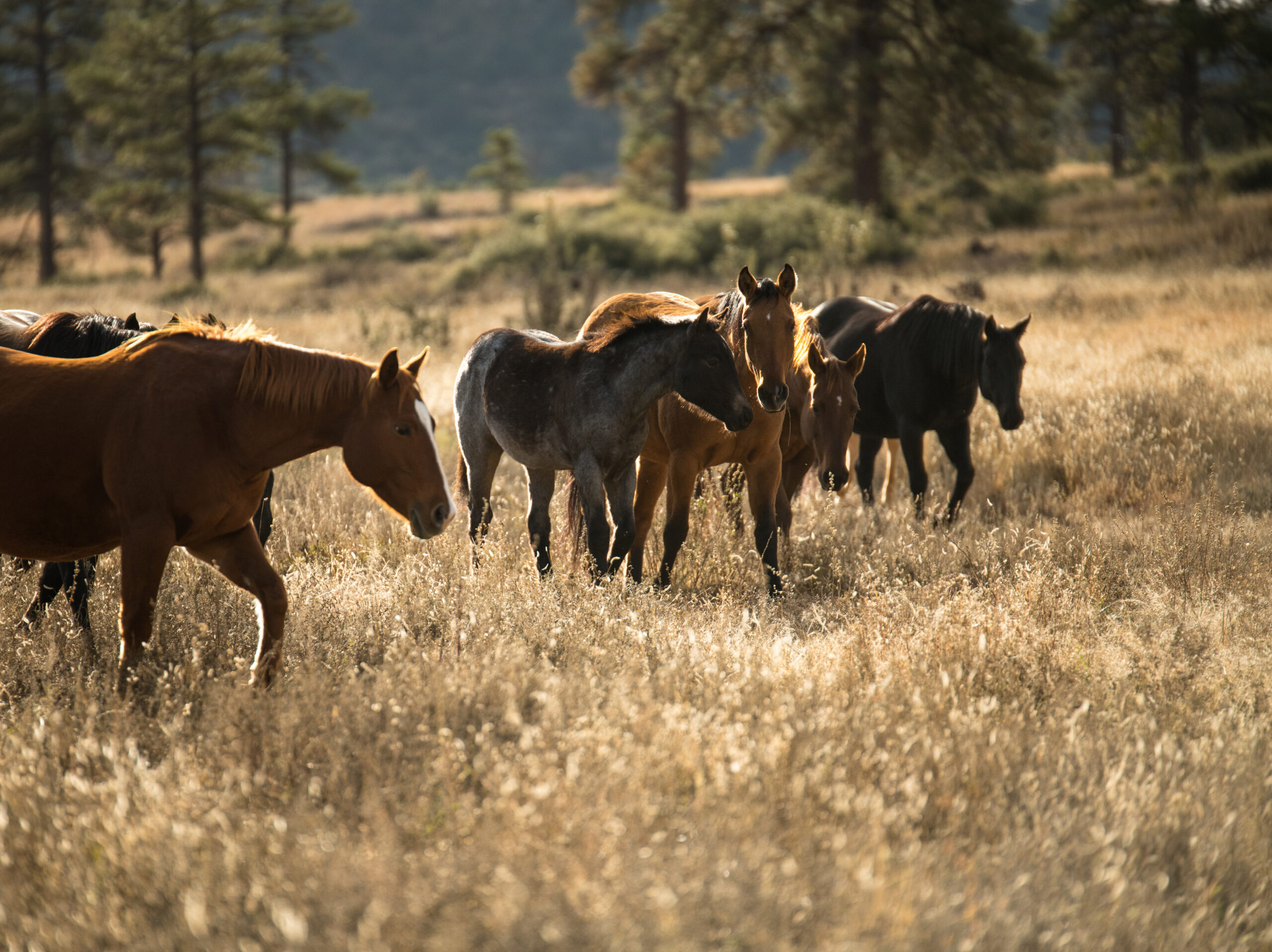 A Look at the Historic and Innovative O RO Ranch