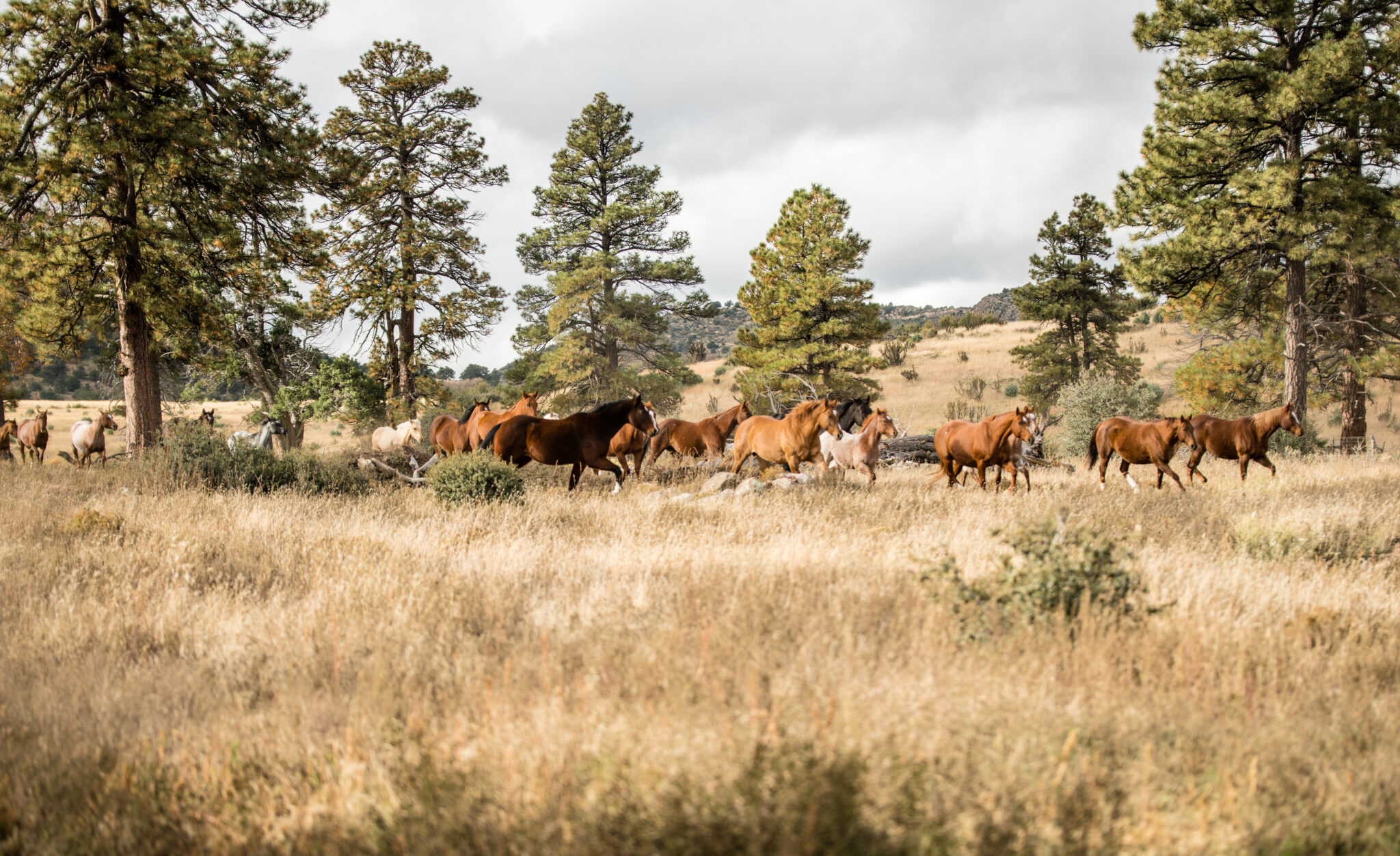 A Look at the Historic and Innovative O RO Ranch