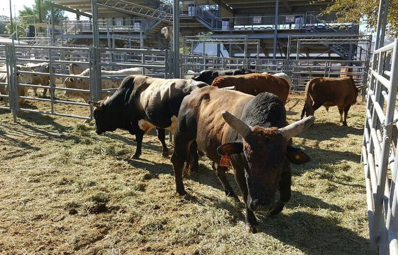 Brawley Cattle Call Rodeo 2023 - Cowboy Lifestyle Network