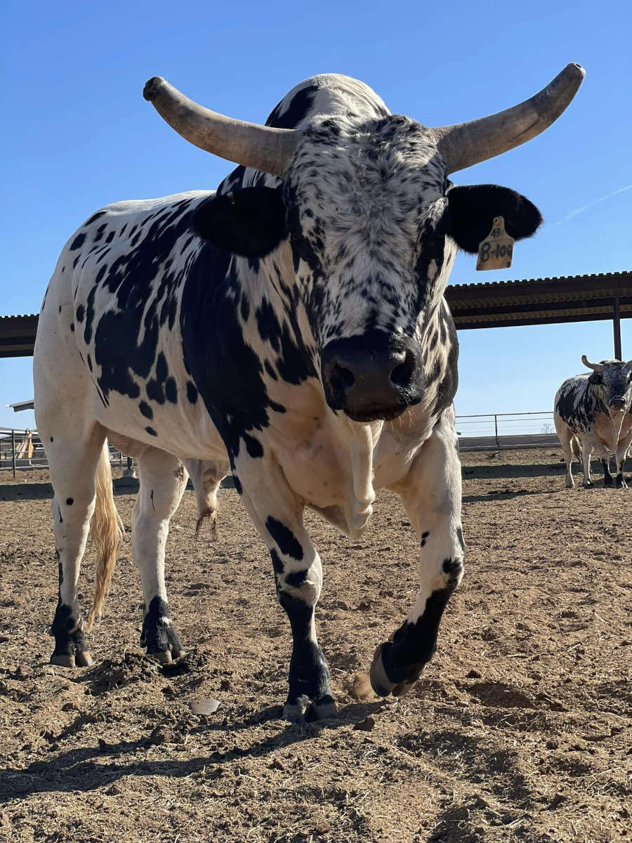 Yuma Silver Spur Rodeo 2024 - Cowboy Lifestyle Network