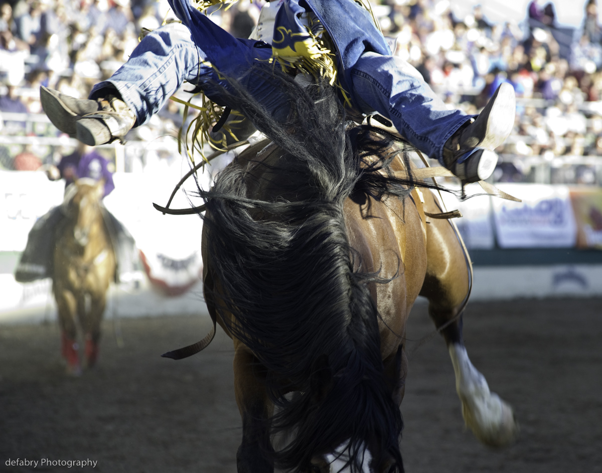 Reno Rodeo 2024: The Wildest, Richest Rodeo in the West - Cowboy ...