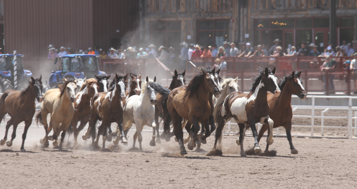 Cheyenne Frontier Days 2024 - Cowboy Lifestyle Network