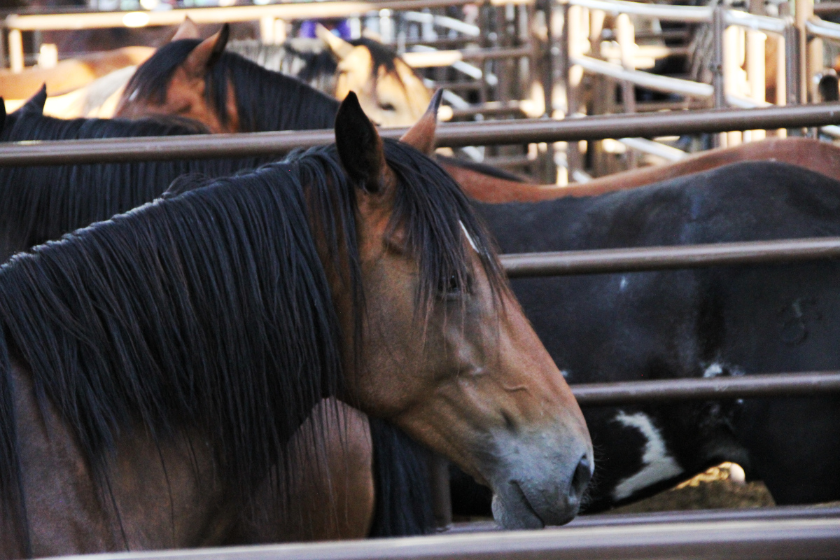 Your Summer Must-See: Fiesta Days Rodeo - Cowboy Lifestyle Network