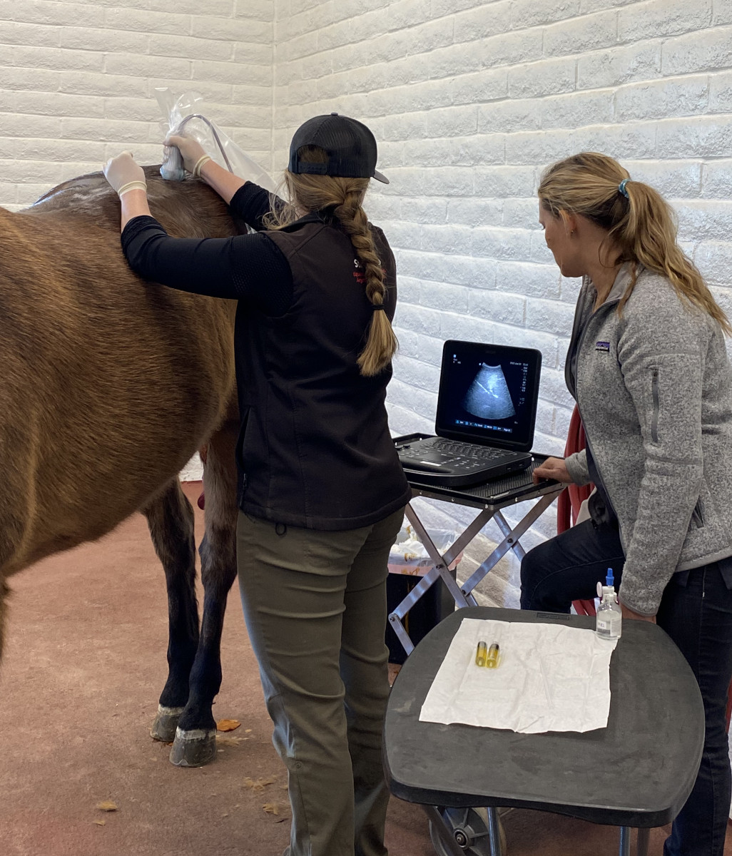 Jackpot Veterinary Center: Grand Opening of the Equine Surgical Center ...