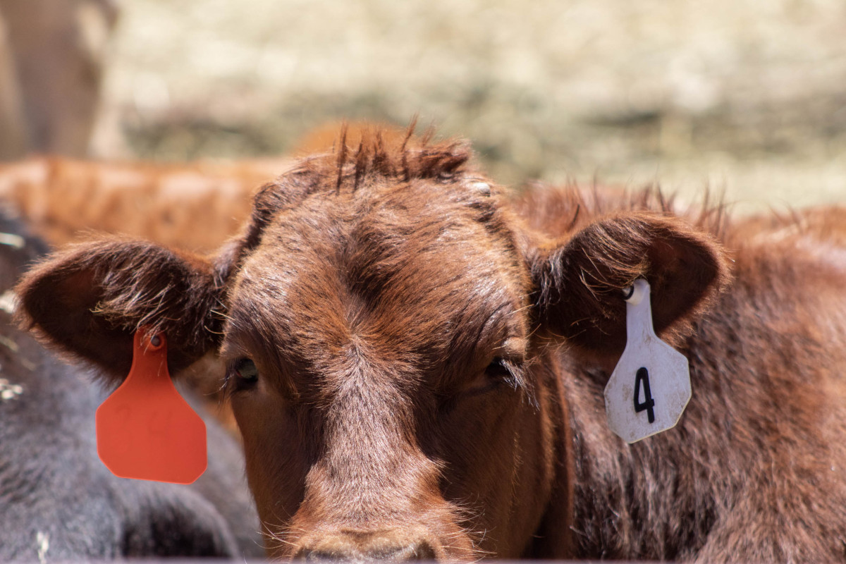 The World's Oldest Continuous Rodeo 2024 - Cowboy Lifestyle Network