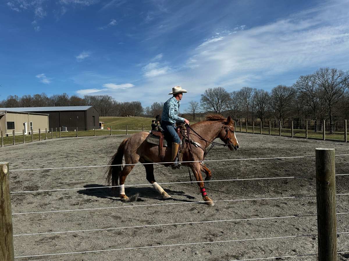 4 Reasons Why Cameo is the Best Low-Maintenance Horse Fencing - Cowboy ...