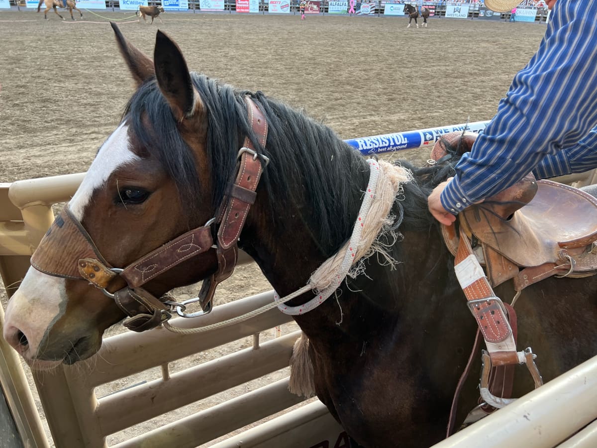 Your Summer Must-See: Fiesta Days Rodeo - Cowboy Lifestyle Network