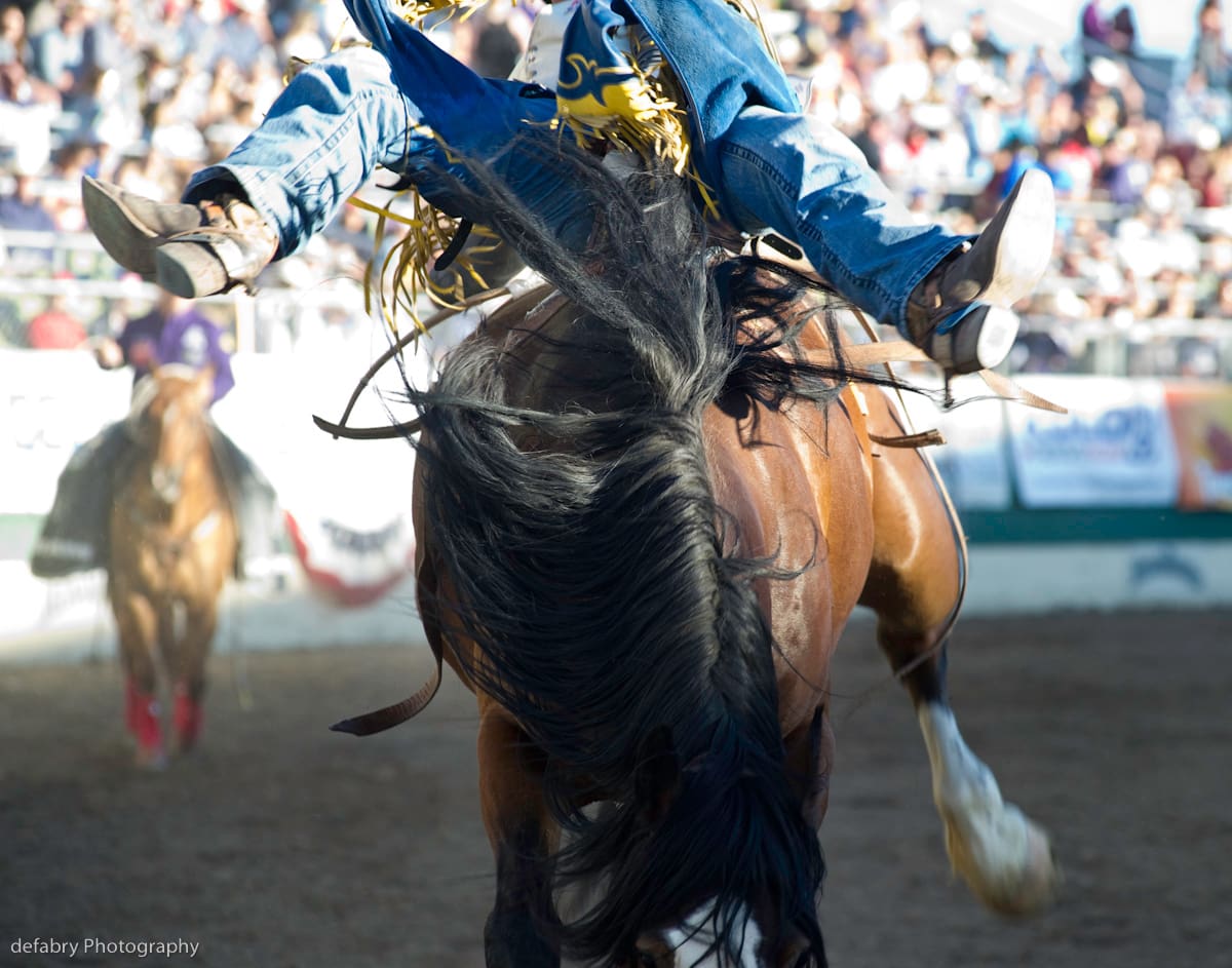 Reno Rodeo 2025: The Wildest, Richest Rodeo in the West - Cowboy ...