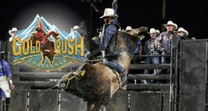 Berger Bucking Bulls Most Legendary Bucking Bulls