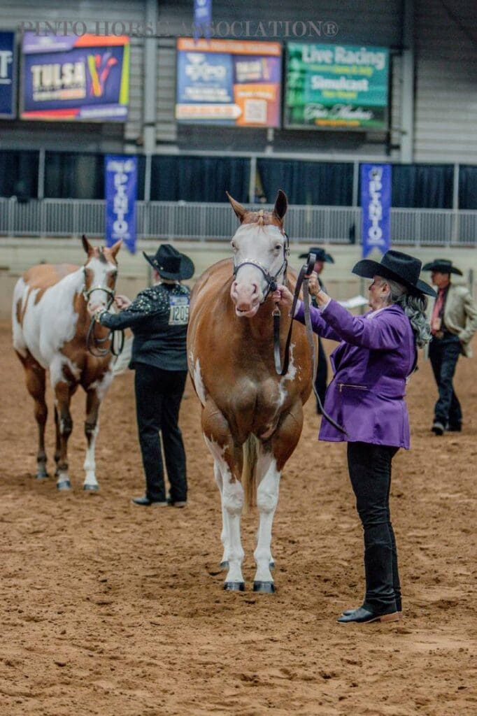 The Pinto World Championship Returns to Tulsa for an Unforgettable ...